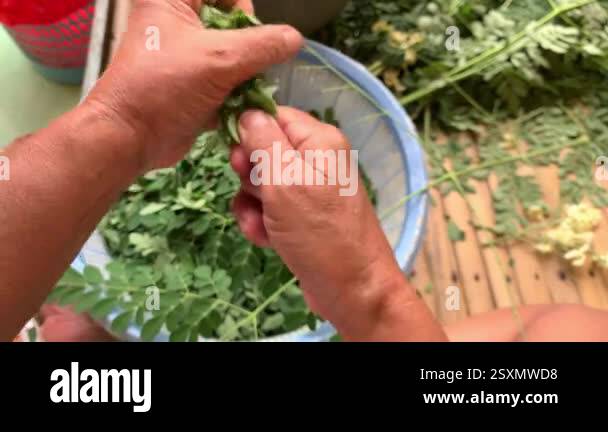 separate moringa leaf with the stalk Stock Video Footage - Alamy