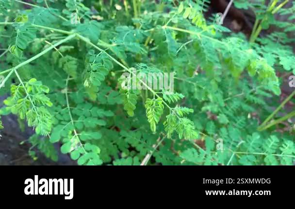 moringa oleifera or drumstick leaf herbs vegetable tree in the garden ...