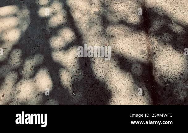 Silhouette shadow black tree Stock Videos & Footage - HD and 4K Video ...