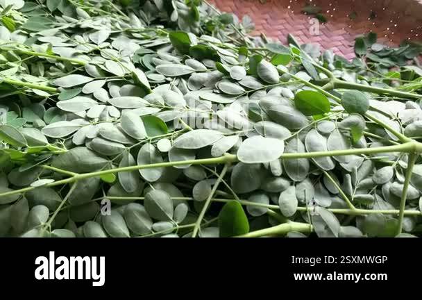 moringa oleifera leaf vegetable herbs Stock Video Footage - Alamy