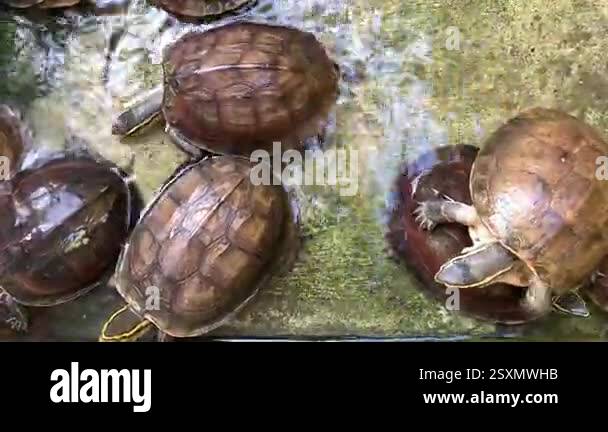 group of turtles swim and crawling in the pond Stock Video Footage - Alamy