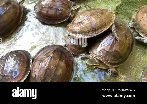 group of turtles swim and crawling in the pond Stock Video Footage - Alamy