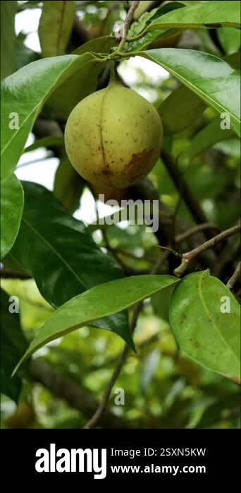 Close up of unripe yellowish nutmeg fruit hanging on a tree branch with ...