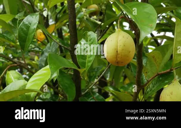 Close-up Yellow nutmeg fruits hang from tree branches with thick green ...