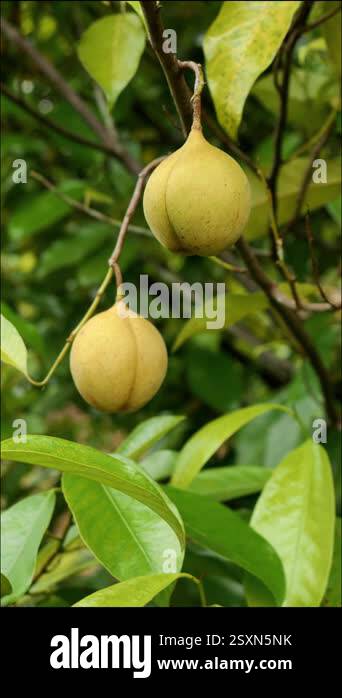 Selective focus of two ripe nutmegs hanging on a tree branch with green ...