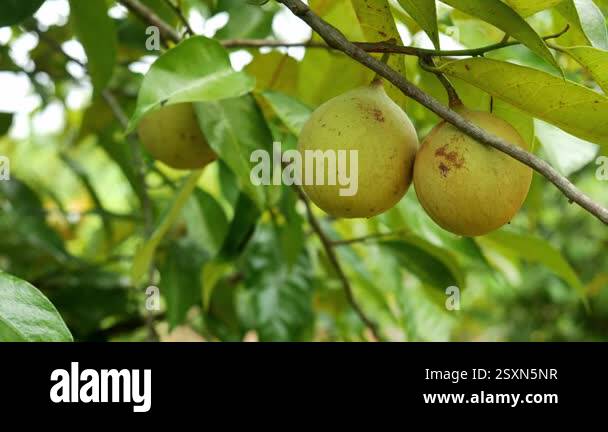 Nutmeg fruit hanging from a tree branch blowing in the wind with other ...