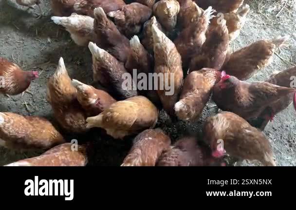 A group of brown hens gathered around a plastic water feeder inside a ...