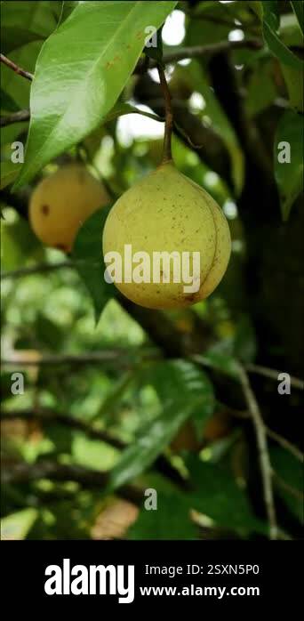 Close up of a nutmeg hanging on a tree branch with green leaves blowing ...