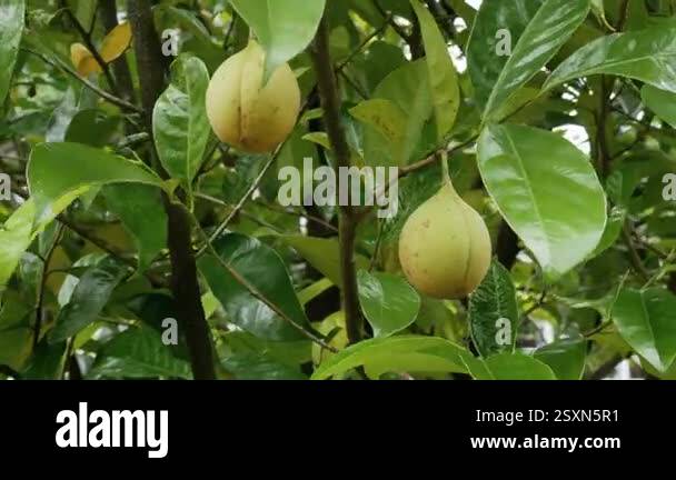 Nutmeg plantation with trees filled with ripe yellow nutmegs hanging ...