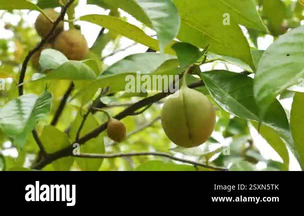 Nutmeg plantation with trees filled with ripe yellow nutmegs hanging ...