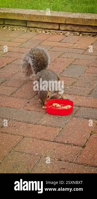 Squirrel eating food on brick patio, wild animal in backyard. Wild ...