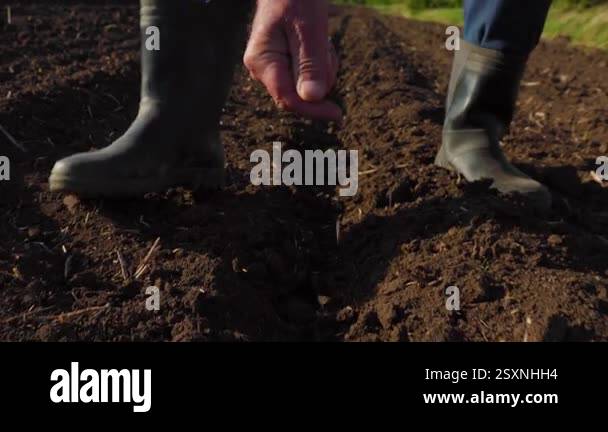 Planting seeds. Hand sown wheat seeds. Male farmer with wheat seeds ...