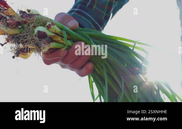 Close up farmer man hands holding bunch onions in garden. Fresh green ...
