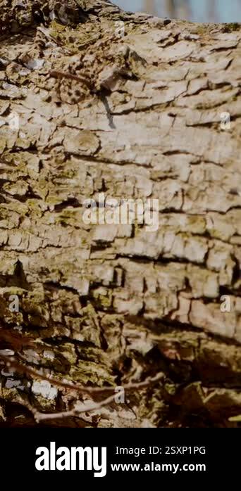 Vertical. Lonely tree reaching towards the sky. Winter branches ...