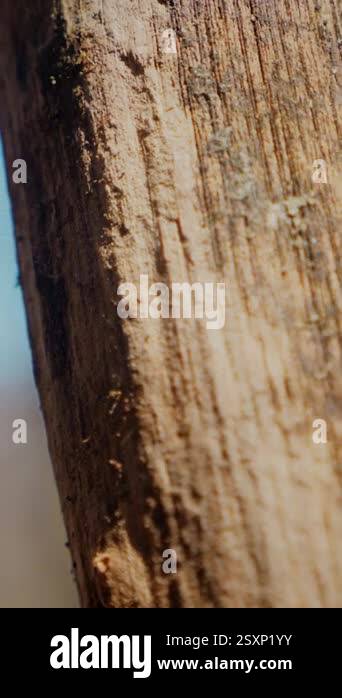 Vertical. Lonely tree reaching towards the sky. Winter branches ...