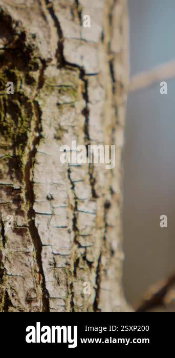 Vertical. Lonely tree reaching towards the sky. Winter branches ...
