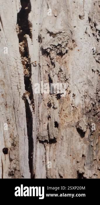 Vertical. Lonely tree reaching towards the sky. Winter branches ...