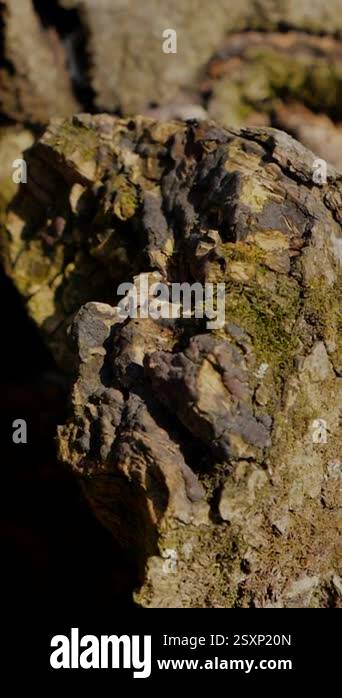 Vertical. Lonely tree reaching towards the sky. Winter branches ...