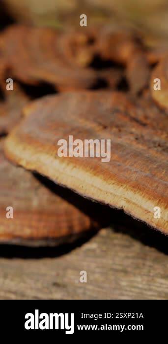 Vertical. Lonely tree reaching towards the sky. Winter branches ...