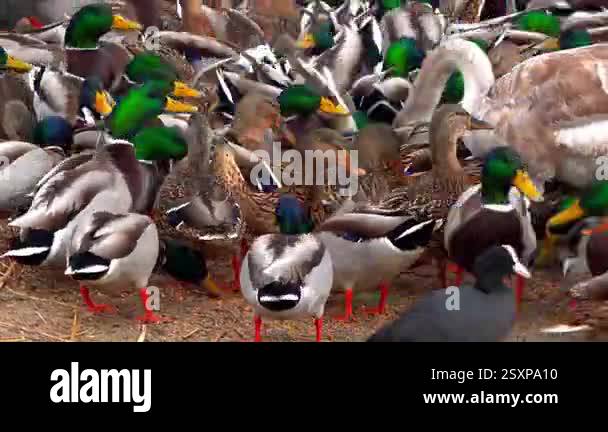 Swans and wild ducks eat grain on the shore of a reservoir where people ...
