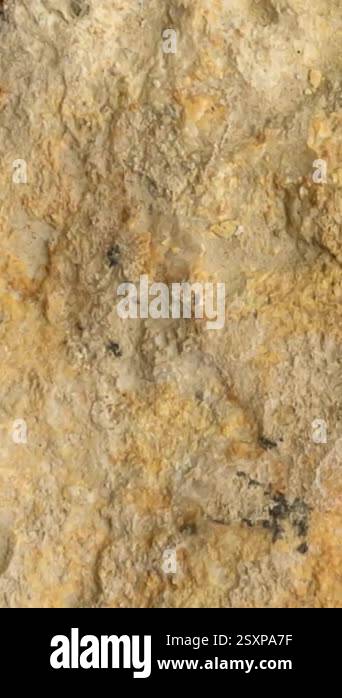 light limestone with interesting texture visible. background Stock ...