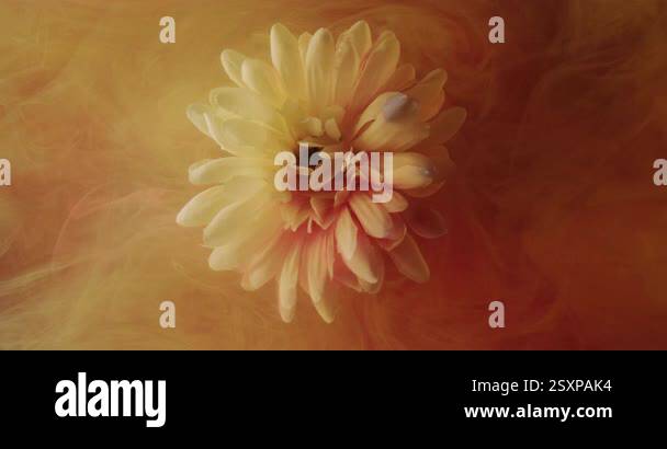 Underwater blossom. Mist flower. Orange yellow red color paint flow ...