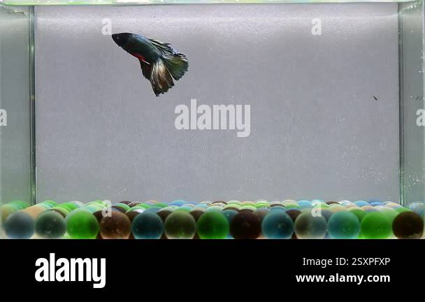 Betta fish Fancy Copper Double Tails from Thailand, Siamese fighting ...