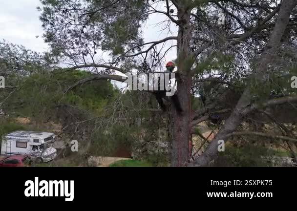 Professional tree climber climbing a pine tree using ropes and safety ...