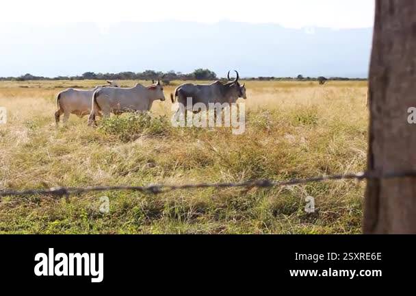 Cattle at dusk in a rural area of Villavieja - Huila - Colombia ...
