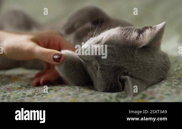Sleeping Grey Cat Holding Human Hand in Comfort, A peaceful grey cat ...