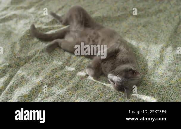 Grey Cat Sleeping Comfortably on Floral Bedspread, A fluffy grey cat ...