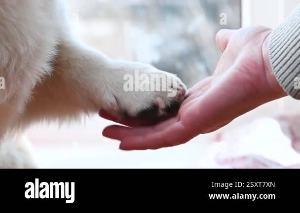 Dog paw and hand Stock Videos & Footage - HD and 4K Video Clips - Alamy