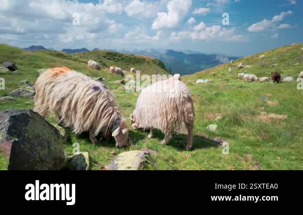 A big flock of sheep grazing on green grass in the Pyrenees mountains ...