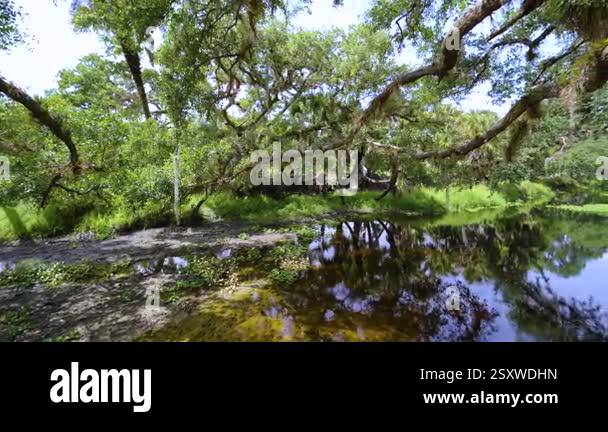 Subtropical jungles wild vegetation with wetland river and green palm ...