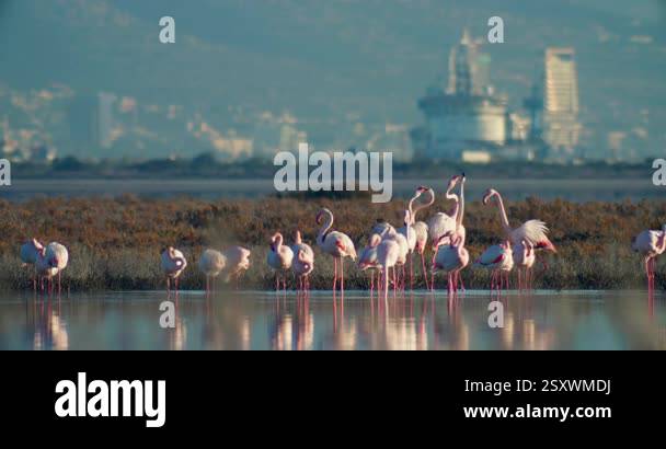 Vibrant flamingos feeding in the calm waters of Akrotiri Salt Lake ...