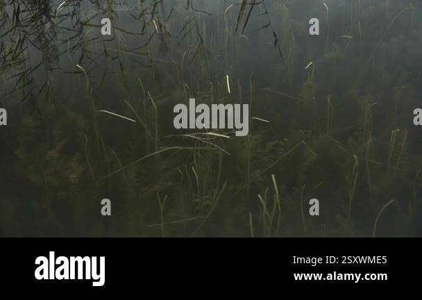 A view beneath the waters surface reveals submerged aquatic plants ...