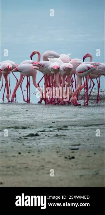 Group of pink flamingos eating in Larnaka Salt Lake. Beautiful tourist ...