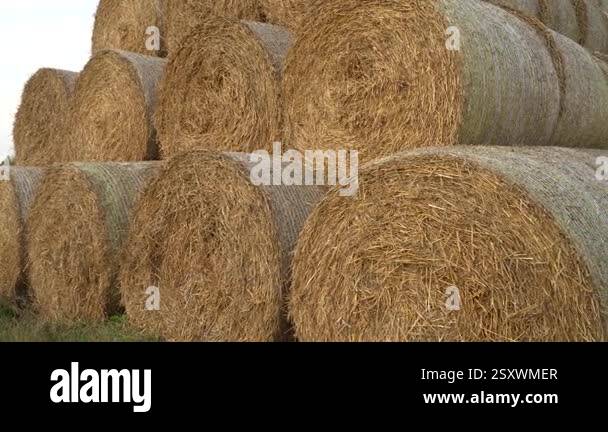 A close-up view of multiple round straw bales stacked in an orderly ...