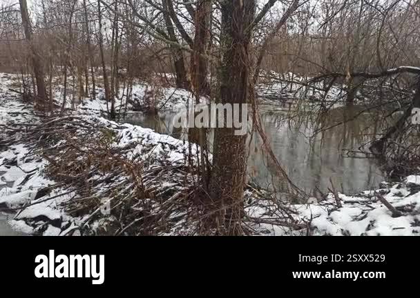 trunk of large tree gnawed by beavers. Beavers gnawed willow trunk near ...