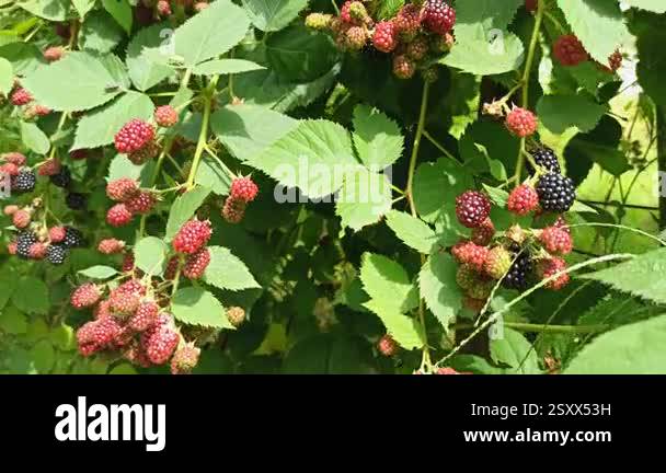 Blackberry raspberry growing on bush in garden. Ripe blackberries on ...