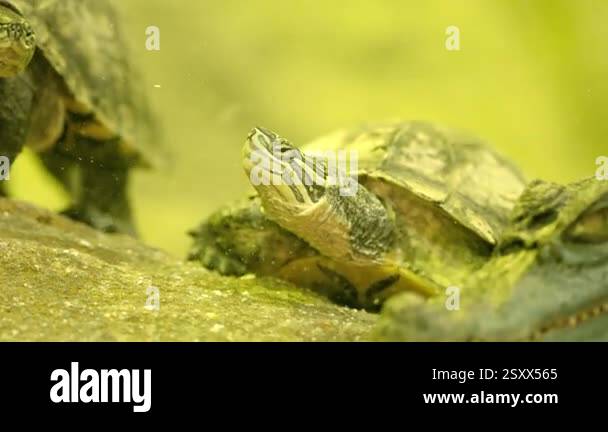 Neck stretching turtle Stock Videos & Footage - HD and 4K Video Clips ...