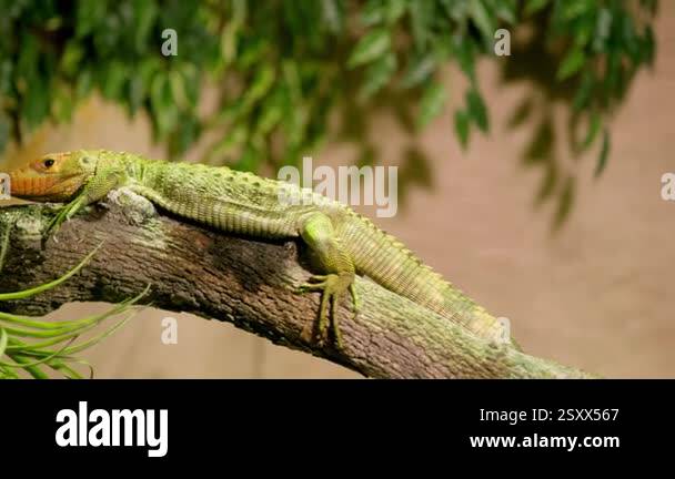 Northern caiman lizard, dracaena guianensis, resting on a branch in its ...