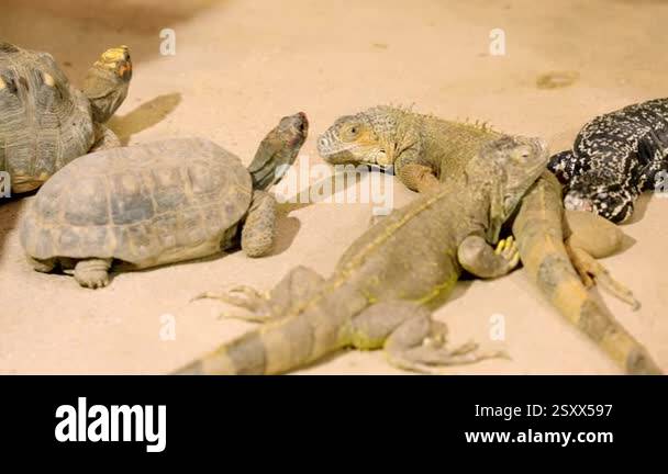 Several reptiles, including green iguanas and tortoises, are resting on ...