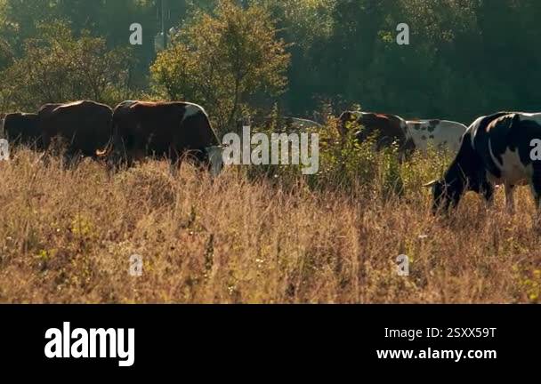 Cows graze peacefully in a dry, sunlit meadow surrounded by tall grass ...
