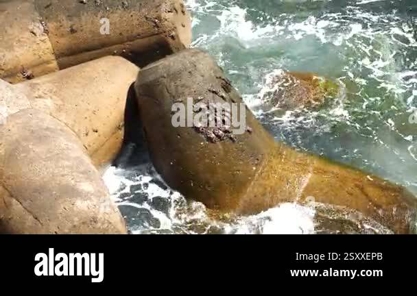 Crabs seating on the Breakwater construction in Funchal, Madeira ...