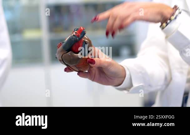 Medical professional demonstrating heart anatomy using plastic model ...