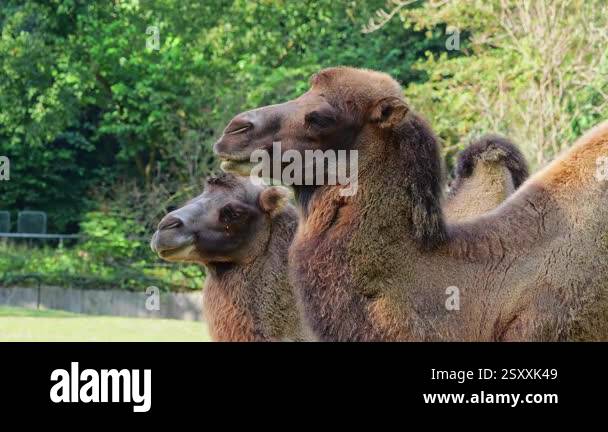 The Bactrian camels, Camelus bactrianus is a large, even-toed ungulate native to the steppes of ...