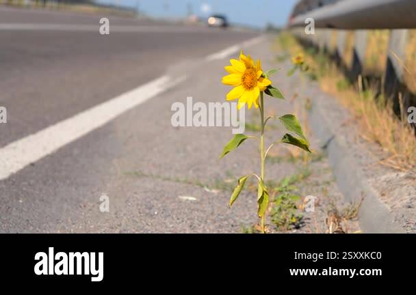 A blooming sunflower flower growing on the edge of a road with cars ...