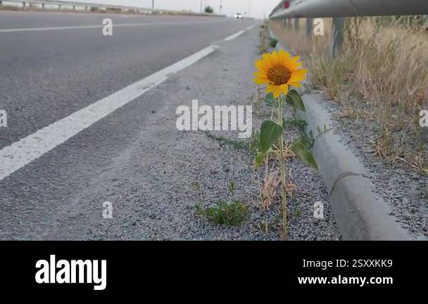 Sunflower flower growing on the side of the road. A blooming flower ...