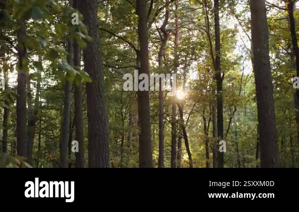 Sunlight radiates, Serene nature, Forest shadows. Sunlight streams ...